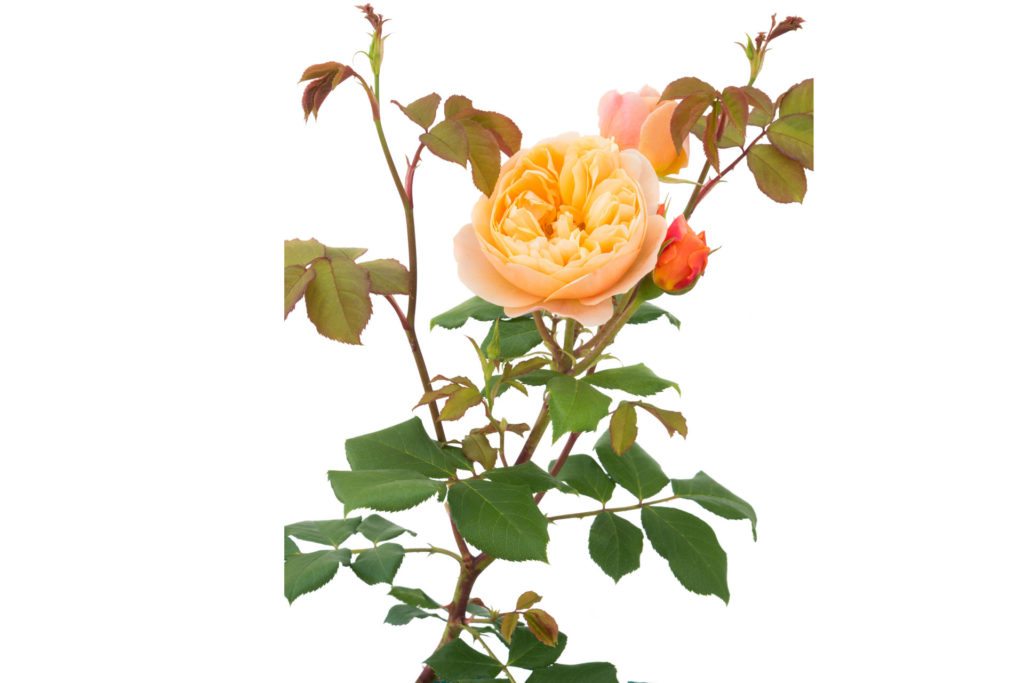 David Austin's Guide to English Roses