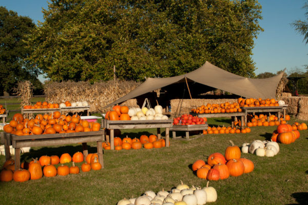 UK's Best Pumpkin Patches To Pick Your Own This Halloween