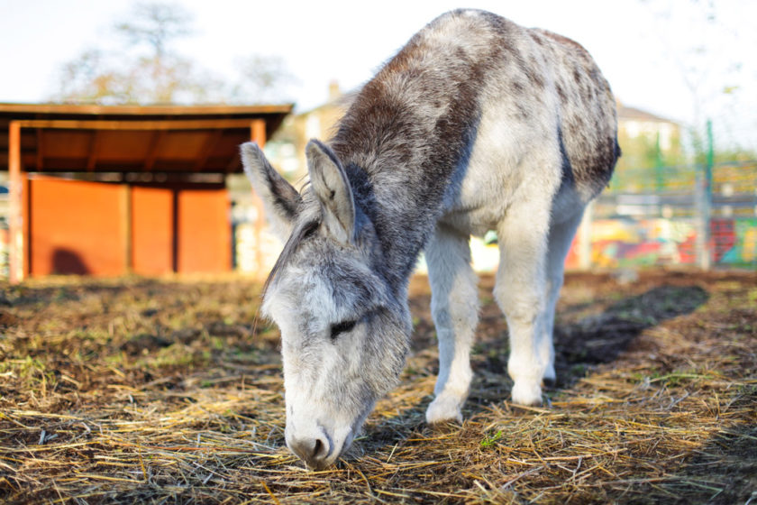 London's Best City Farms To See Udderly Fantastic Animals