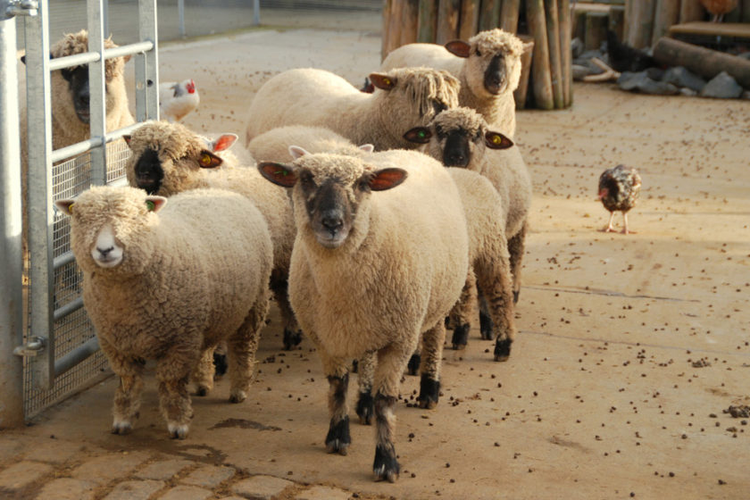 London's Best City Farms To See Udderly Fantastic Animals