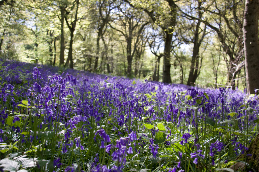 The Most Beautiful Nature Reserves in the UK For Walks & Picnics