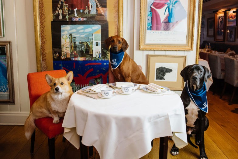 London Private Members' Club Announces Launch of Dog Committee