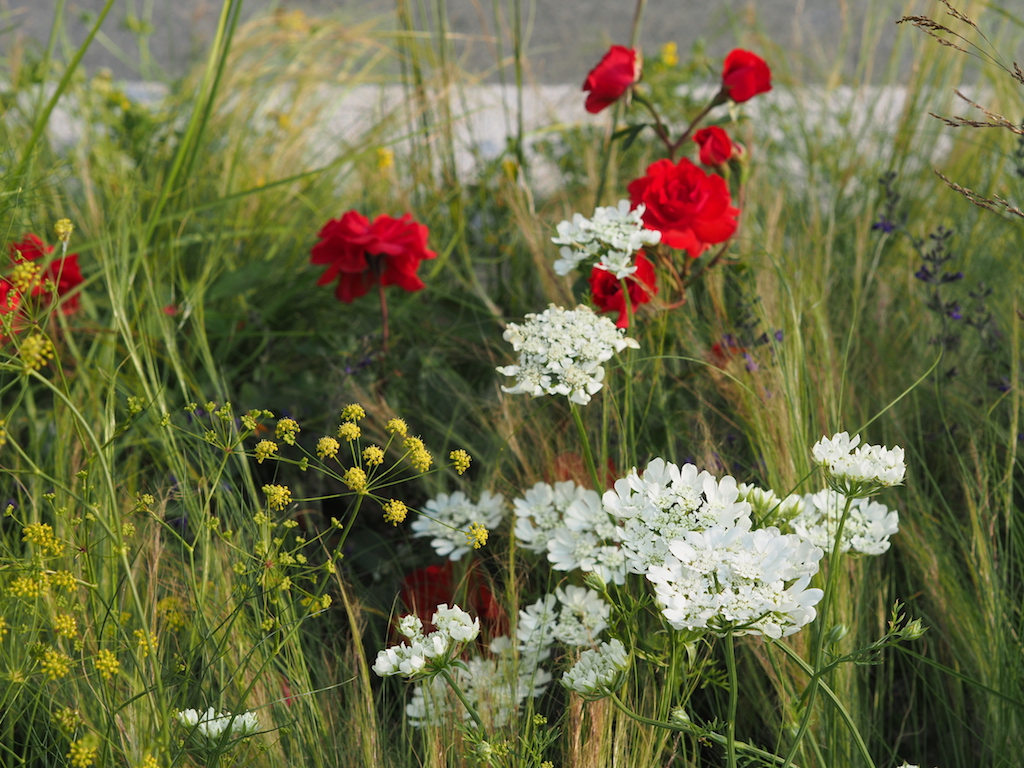 In the garden with... Ula Maria - Gardens