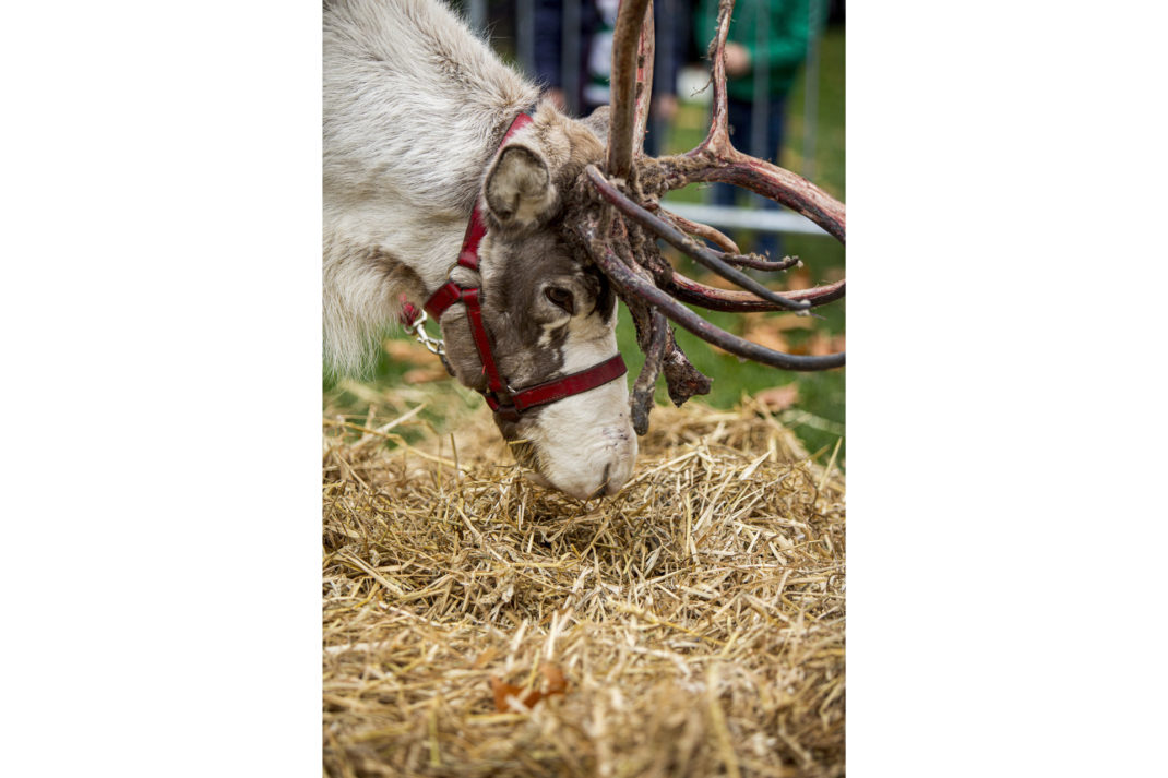 Festive Things To Do In Chelsea This Christmas