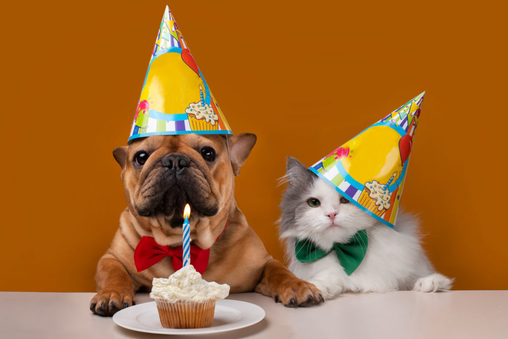 How To Celebrate a Pet's Birthday - Birthday Parties For Dogs and Cats