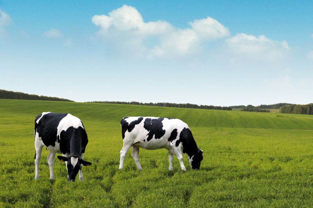 How To Eat Meat (Right) - A Guide To Sustainable Meat