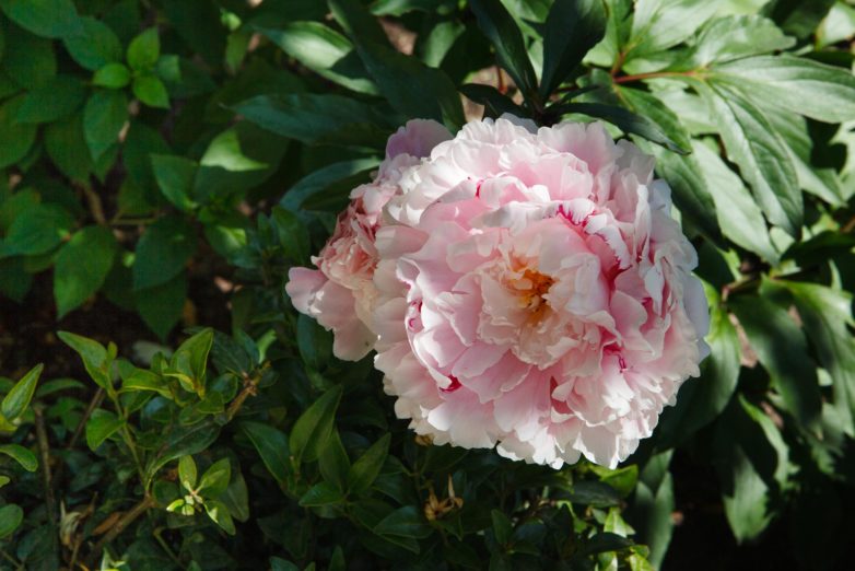 Gardening Guide: Spring Planting With Randle Siddeley - Gardens