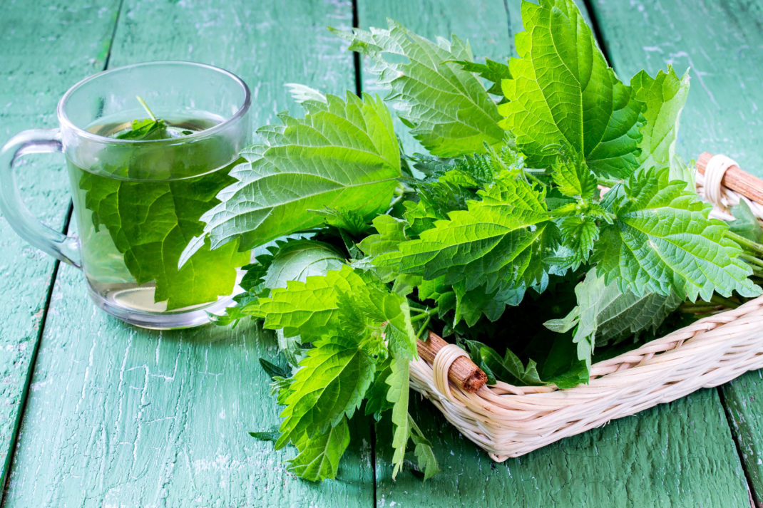 Vegetable of the Week: Nettle - How To Make Nettle Tea