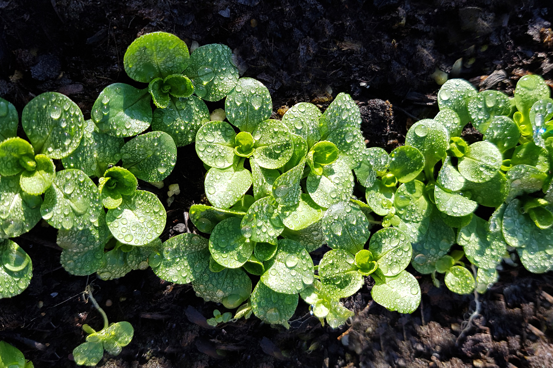 Vegetable of the Week: Lambs Lettuce - Summer Salad Recipe