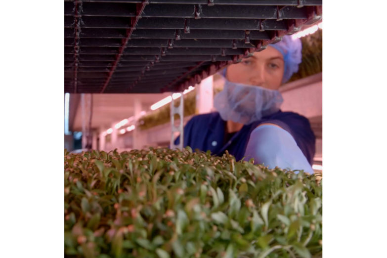 How Growing Underground Are Shaping Sustainable Farming | Culture