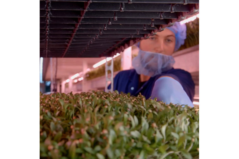 How Growing Underground Are Shaping Sustainable Farming | Culture