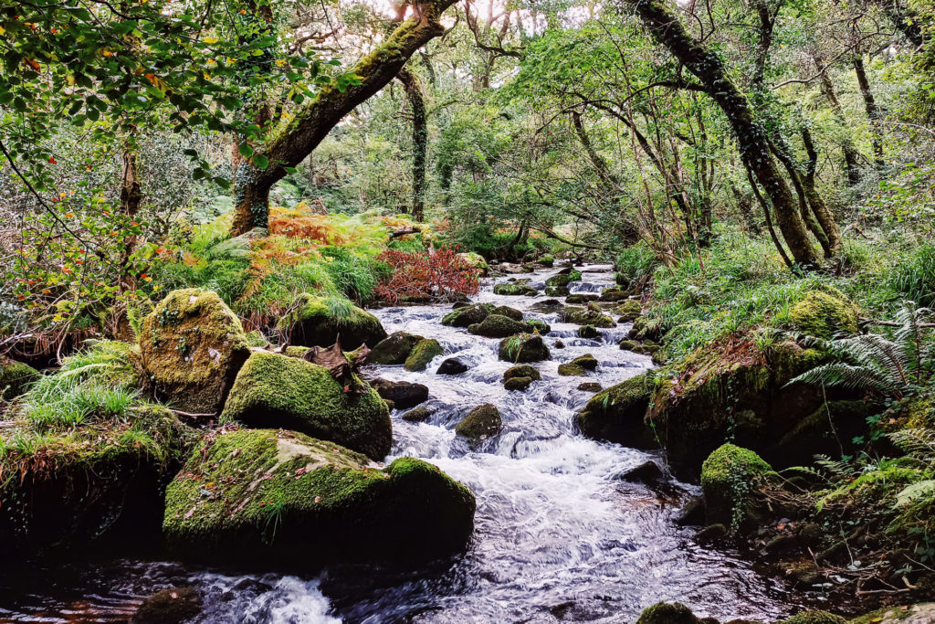 Wild Calm Cabilla Cornwall Retreat Review: Bodmin Moor