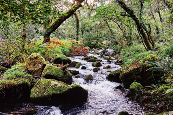 Wild Calm Cabilla Cornwall Retreat Review: Bodmin Moor