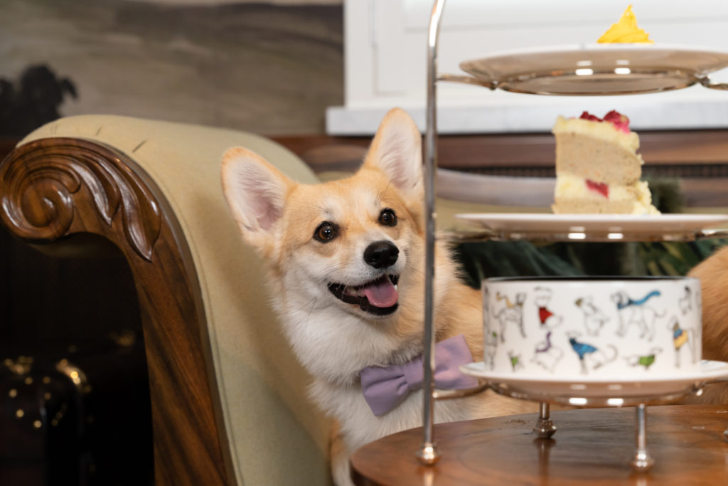 7 Animal Cafés Worth Visiting in the UK | Cat & Dog Cafés