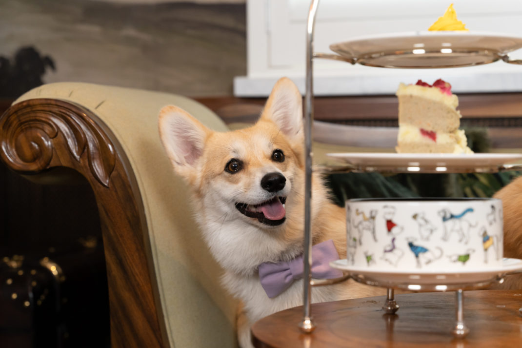 7 Animal Cafés Worth Visiting in the UK | Cat & Dog Cafés
