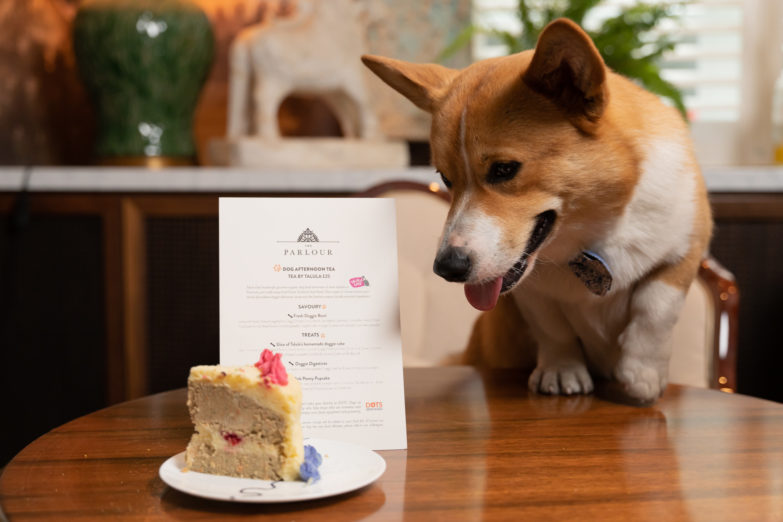 Animal Cafés Worth Visiting in the UK | Cat & Dog Cafés 2024