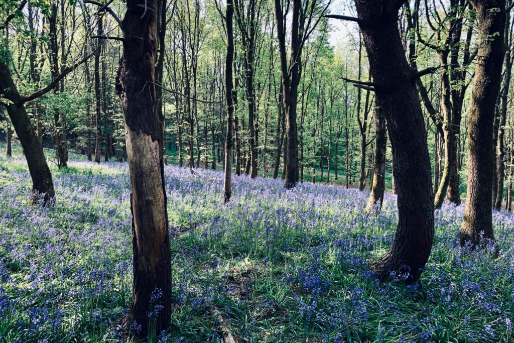 7 Wildflowers To Spot In The UK In Spring 2025