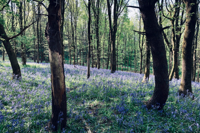 7 Wildflowers To Spot In The UK In Spring 2025