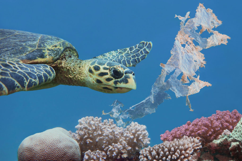 What Are Microplastics and Why Are They a Problem?