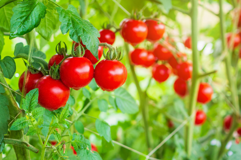 Are You Storing Your Tomatoes Correctly?