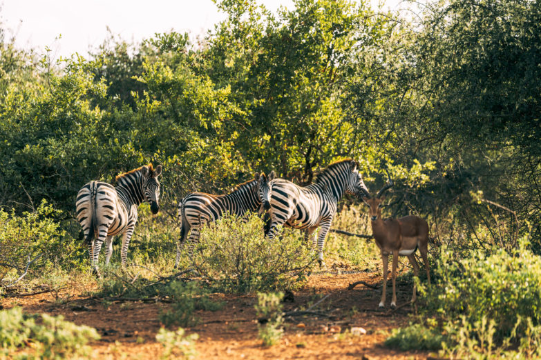 Interview with Isabelle Tompkins: Samara Karoo, South Africa