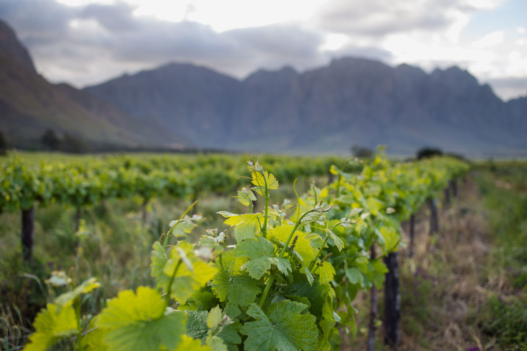 South Africa’s Best Wineries - Travel