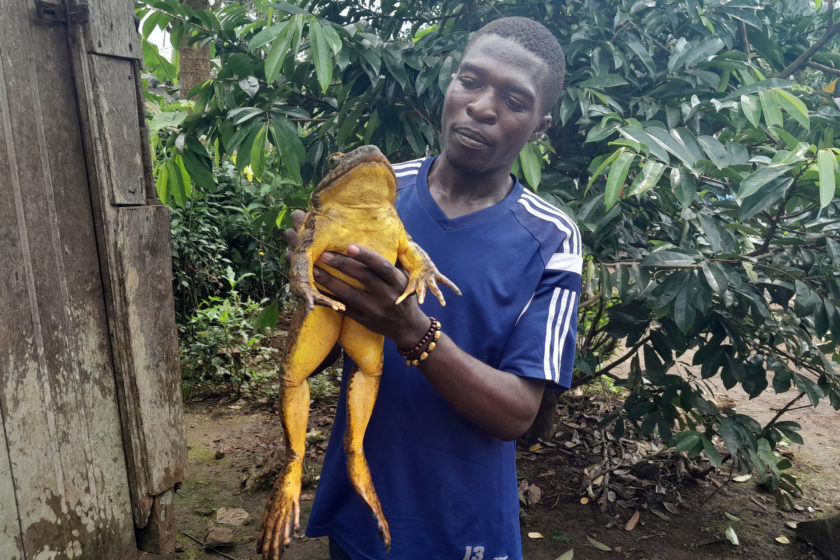 Saving The Goliath Frog - Culture