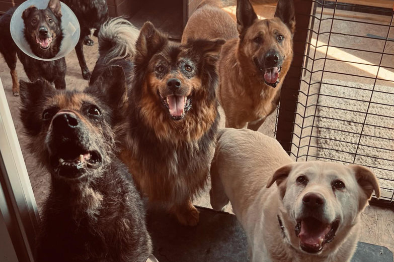 Dog Rescue Charities And Associations To Support