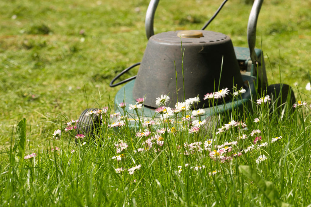 No Mow May: Why You Shouldn’t Mow Your Lawn This Month