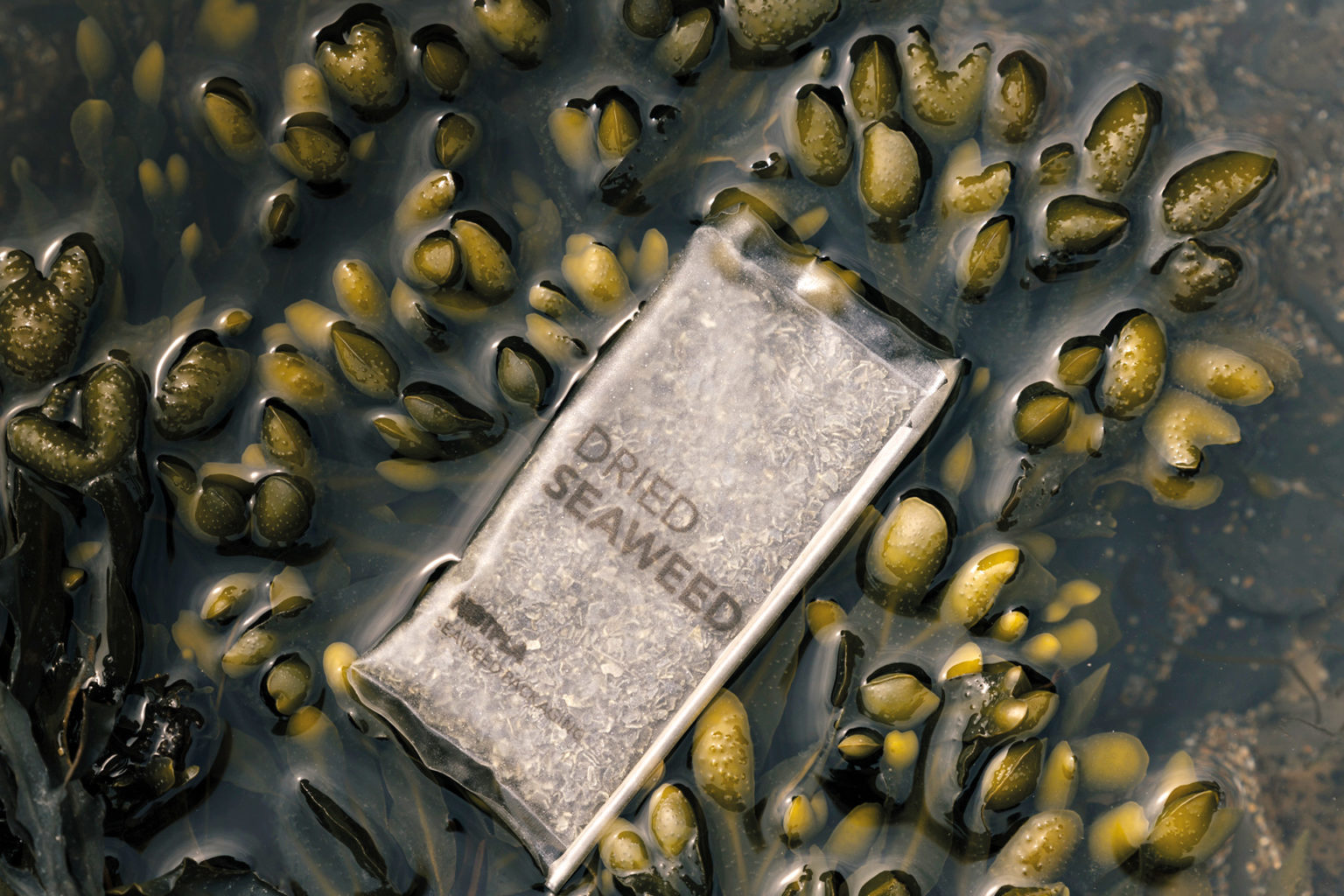 Introducing Notpla, The Sustainable Packaging Made of Seaweed