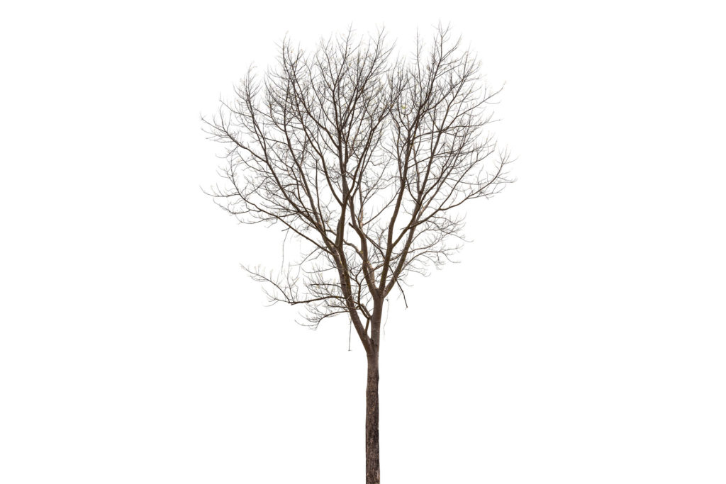 How To Die Well – Meet The Death Positive Practitioners