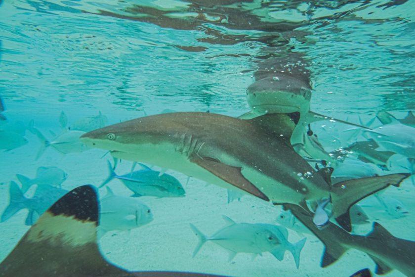 Raja Ampat, Indonesia: Is This Earth's Last Great Paradise?