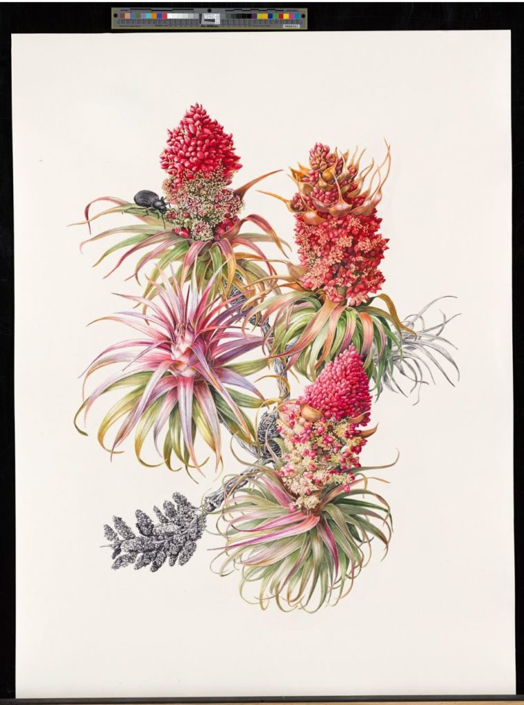 The RHS Botanical Art & Photography Show: What To Expect
