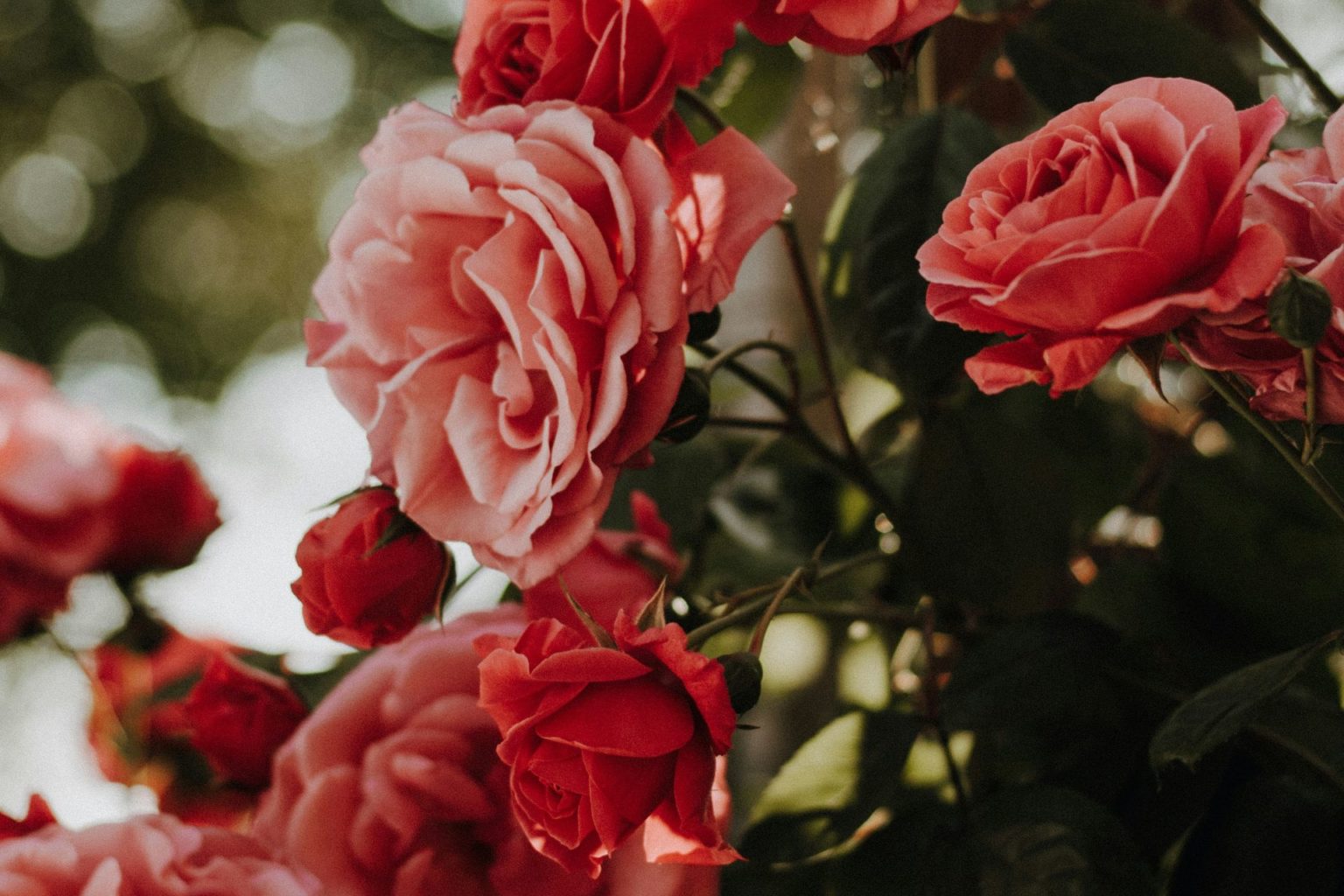 June Gardening Guide: How To Keep Your Roses Happy