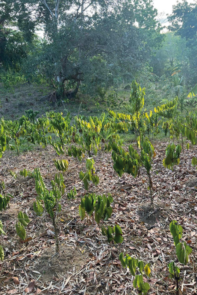 Can Coffee Be Saved From Climate Change?