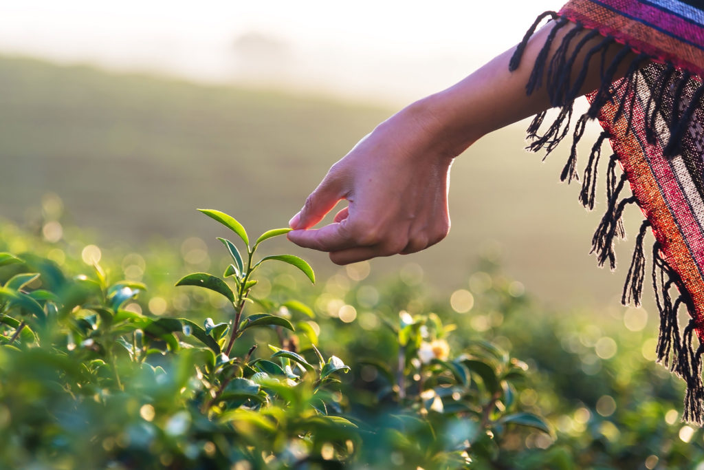 Why Is The Price Of Tea Soaring?