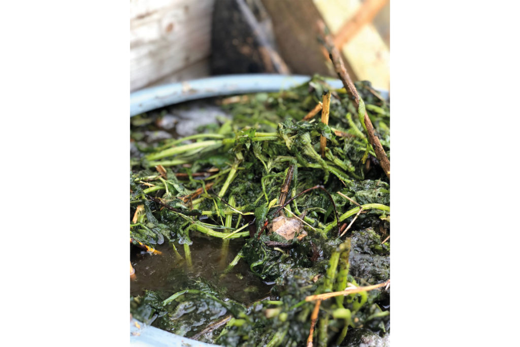 Gardening Hack: Five Teas To Keep Your Garden Soil Healthy