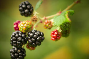 How To Pick Wild Blackberries - Foraging Tips