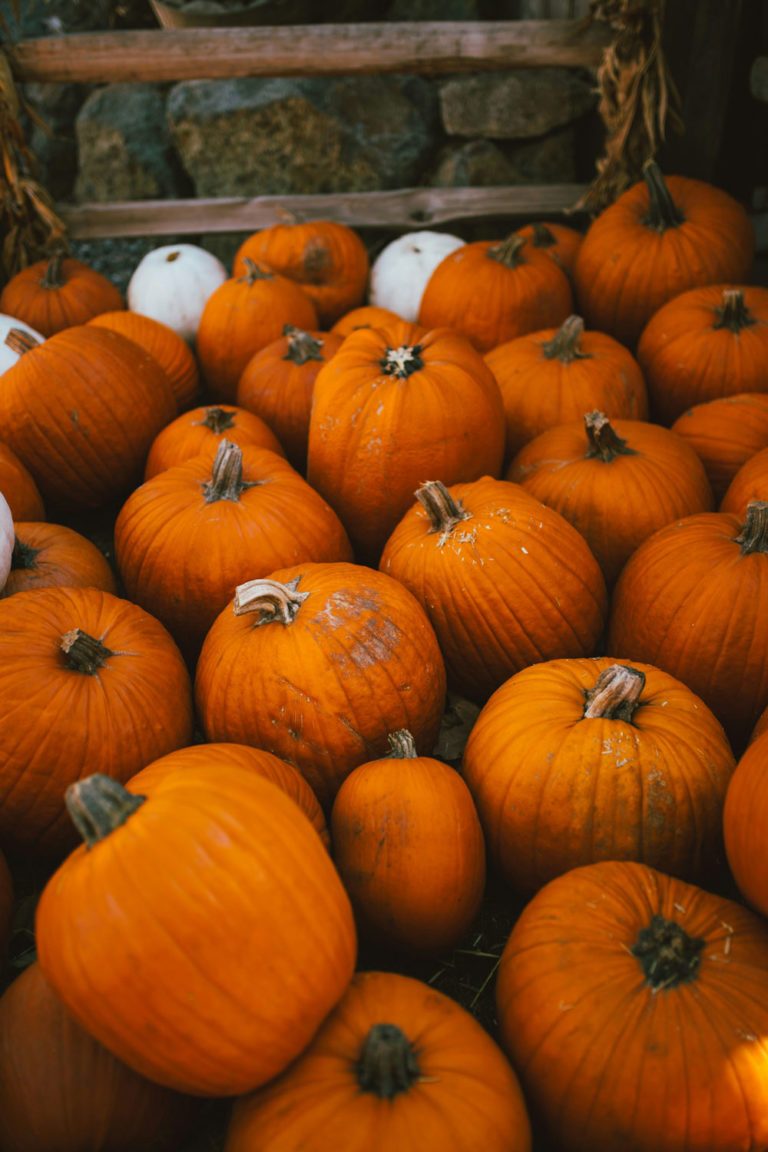 UK's Best Pumpkin Patches To Pick Your Own This Halloween