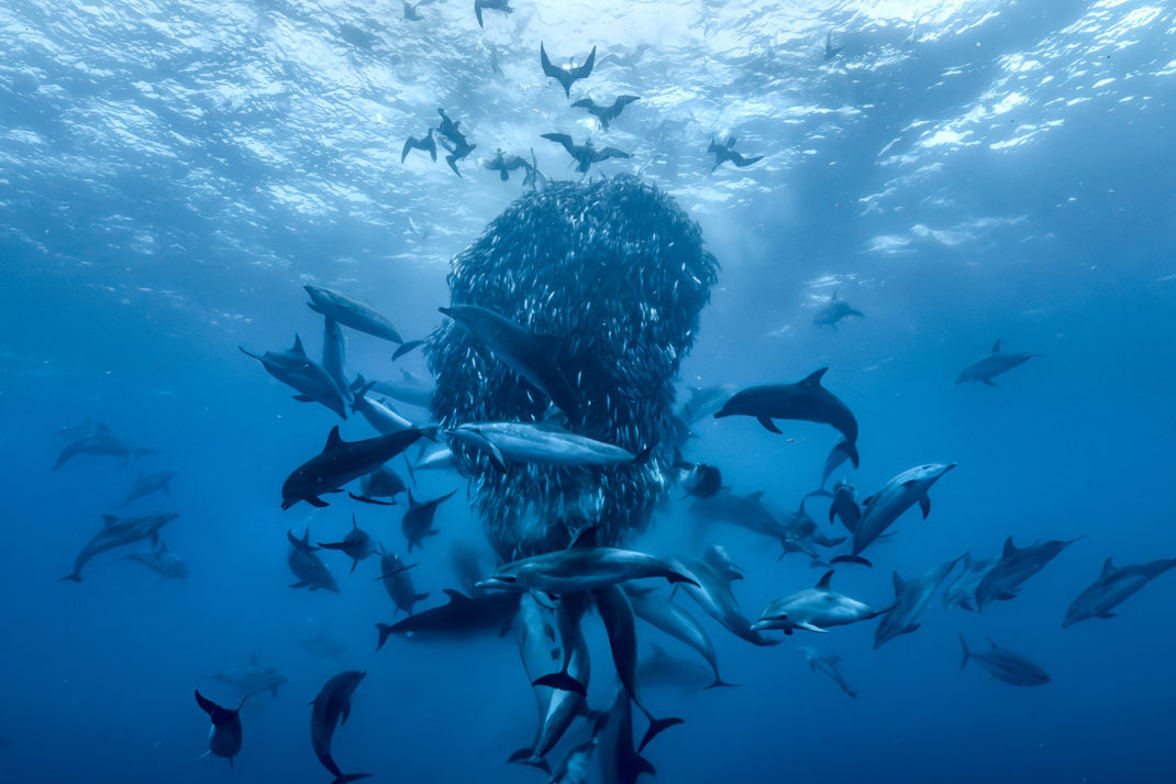 Win Free Tickets for Your School to Ocean with David Attenborough ...