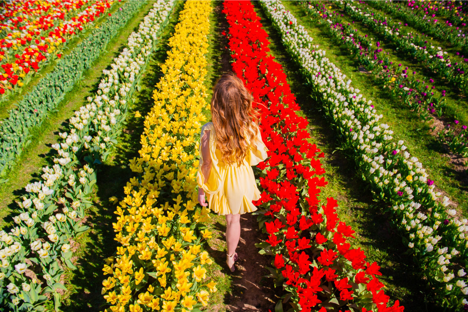 7 Lovely Tulip Festivals To Visit This Season | UK 2026