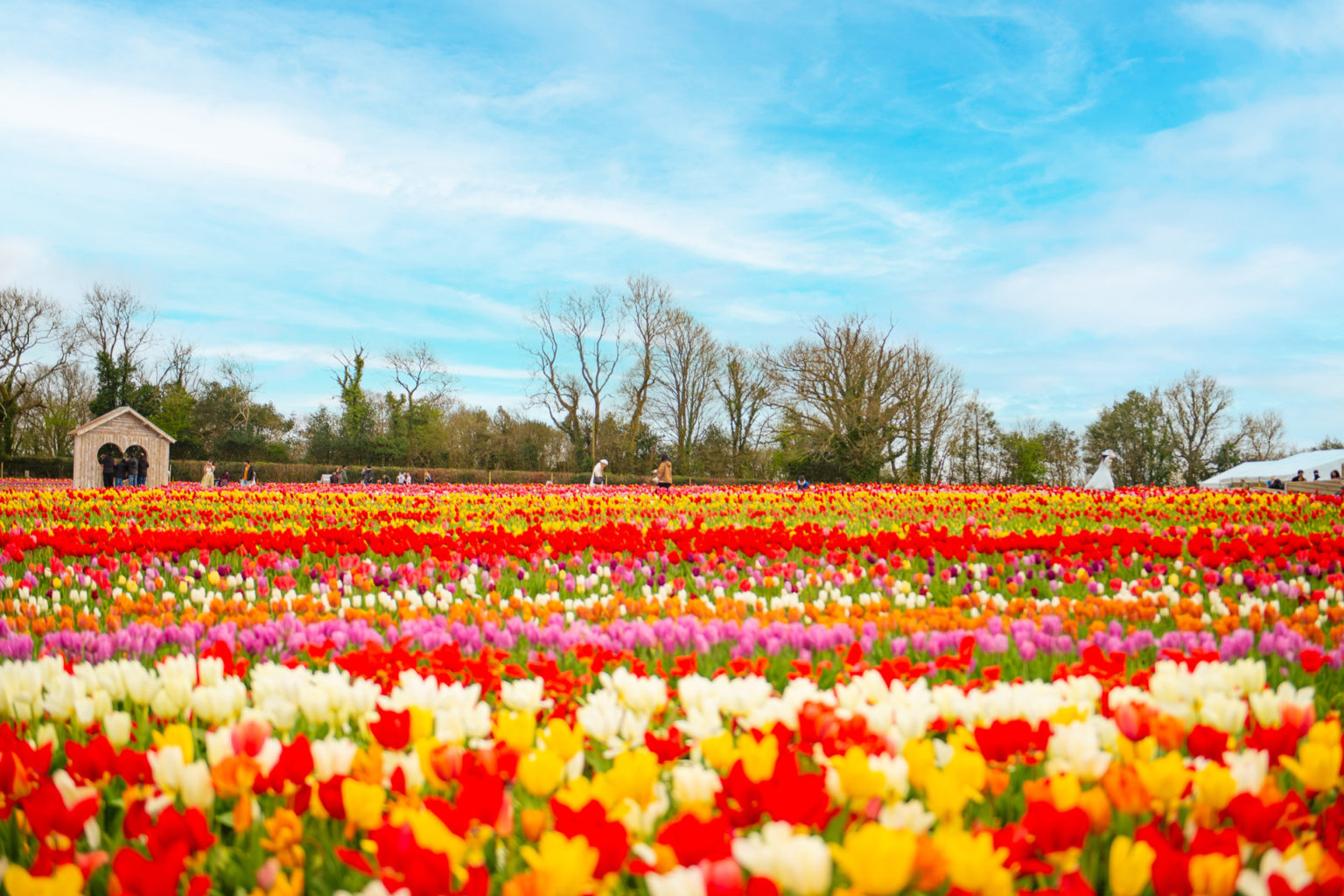 7 Lovely Tulip Festivals To Visit This Season | UK 2026
