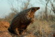 This Netflix Documentary Highlights The Plight Of The Pangolin