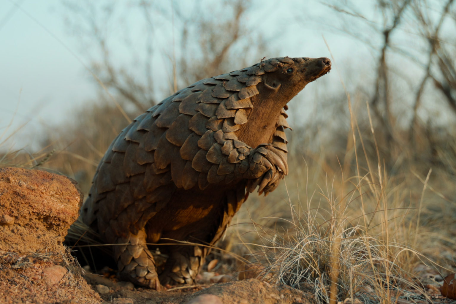 This Netflix Documentary Highlights The Plight Of The Pangolin