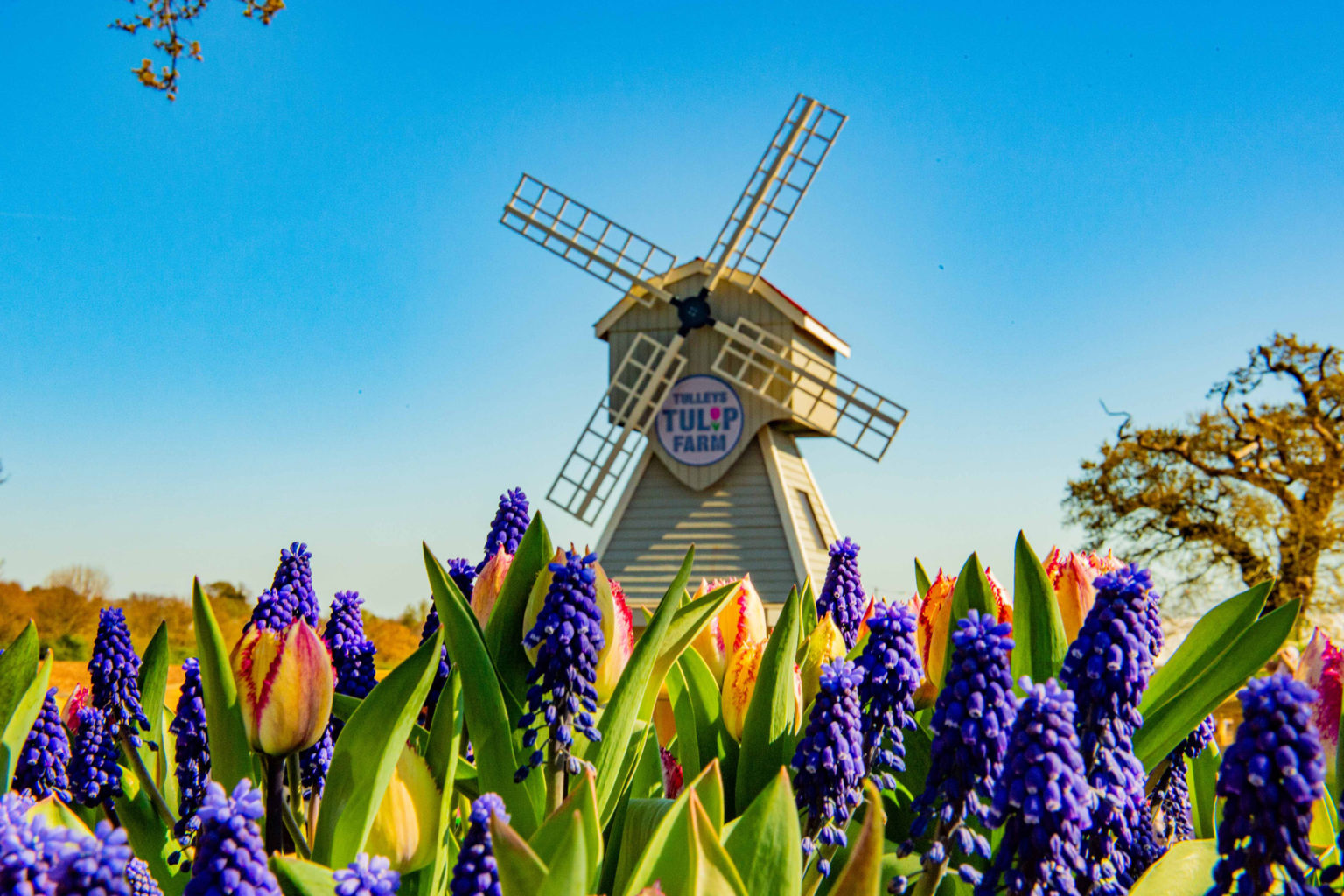 7 Lovely Tulip Festivals To Visit This Season | UK 2026