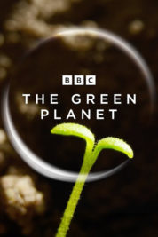 Best David Attenborough Documentaries To Stream On His 100th Birthday ...