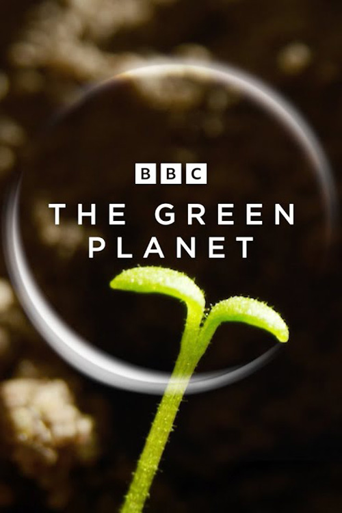Best David Attenborough Documentaries To Stream On His 100th Birthday ...